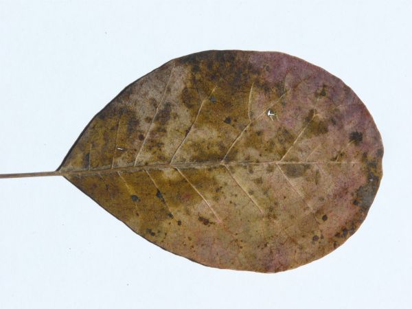 texture 0088 - Texturelib